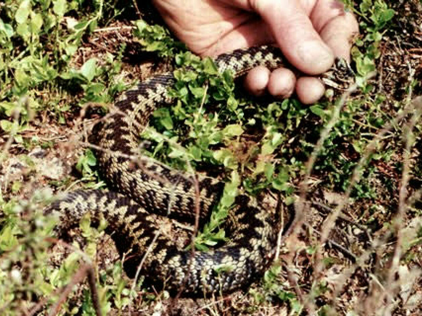 Sandstone Ridge Trust | Pamphlets in Print - Reptiles on the Ridge