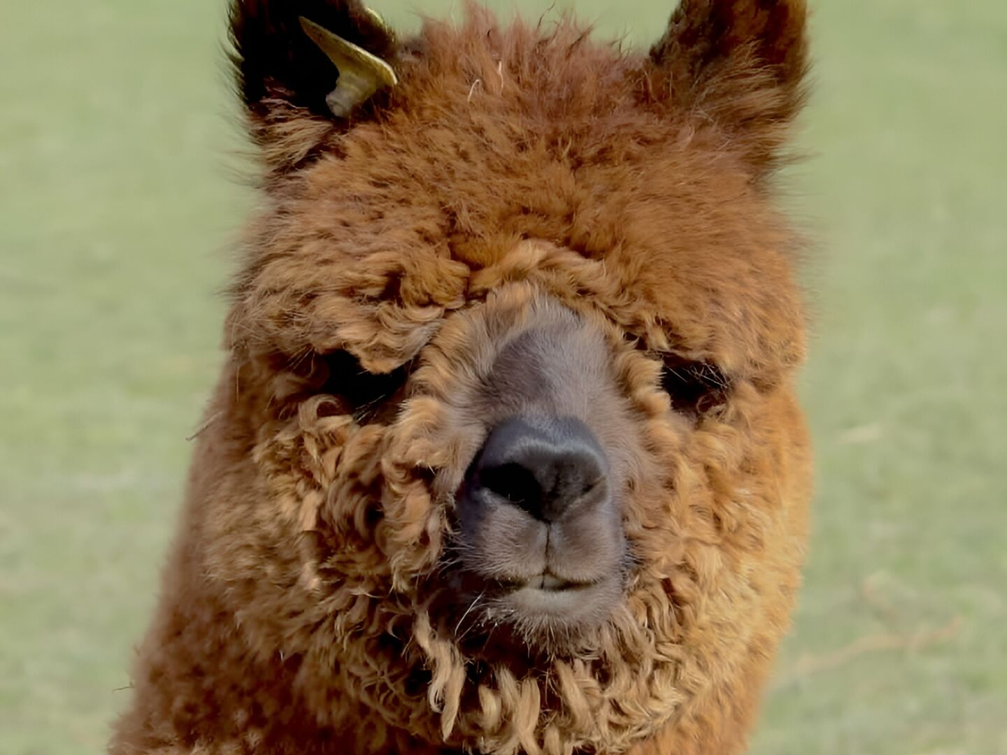 Wildwood Worm Counts | Composite Worm Count Test - Alpaca