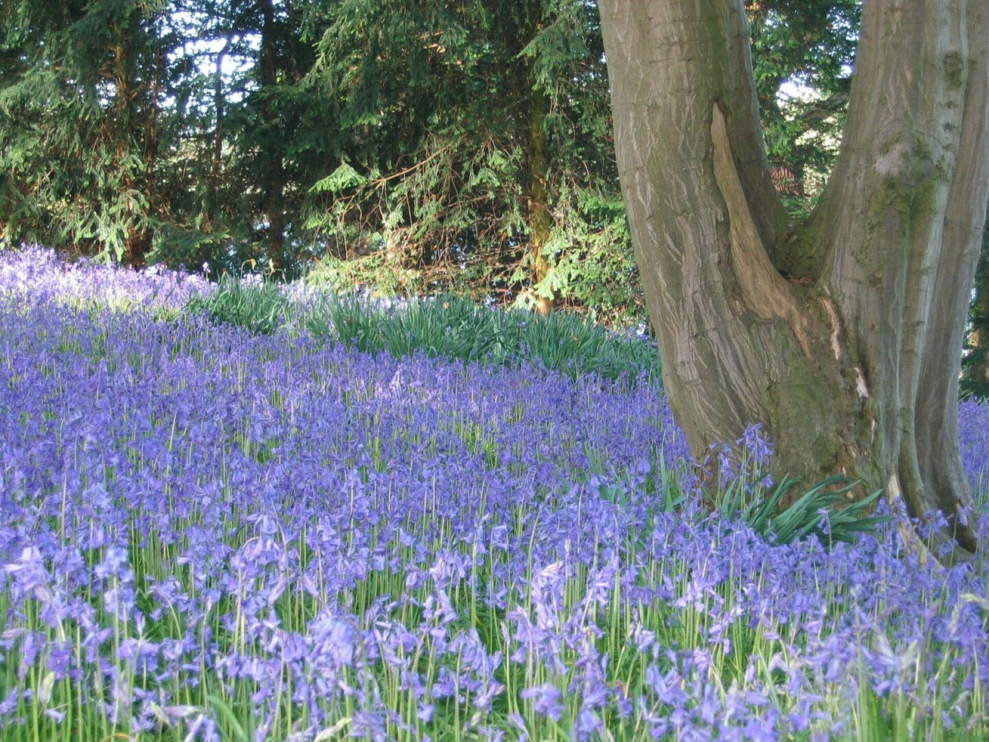 AudlemOnline | Bluebells at Combermere